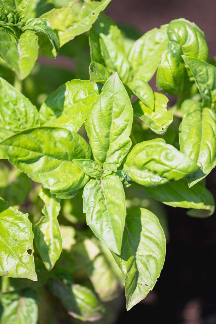 Strawberry Basil Crostini - Urban Foodie Kitchen